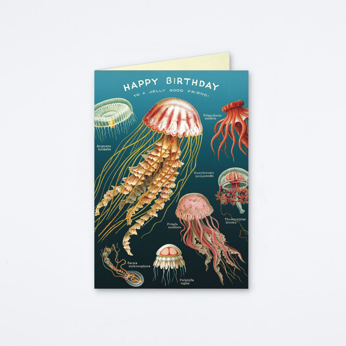 Happy Birthday Jellyfish Card — Archer Paper Goods