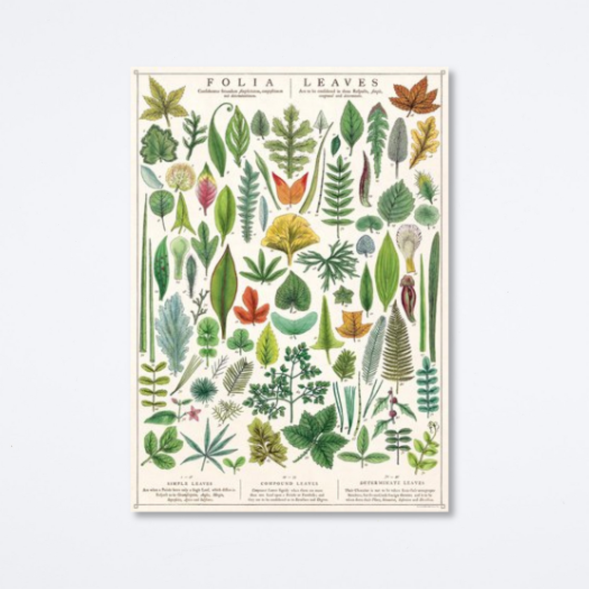 Folia Leaves Wrap — Archer Paper Goods