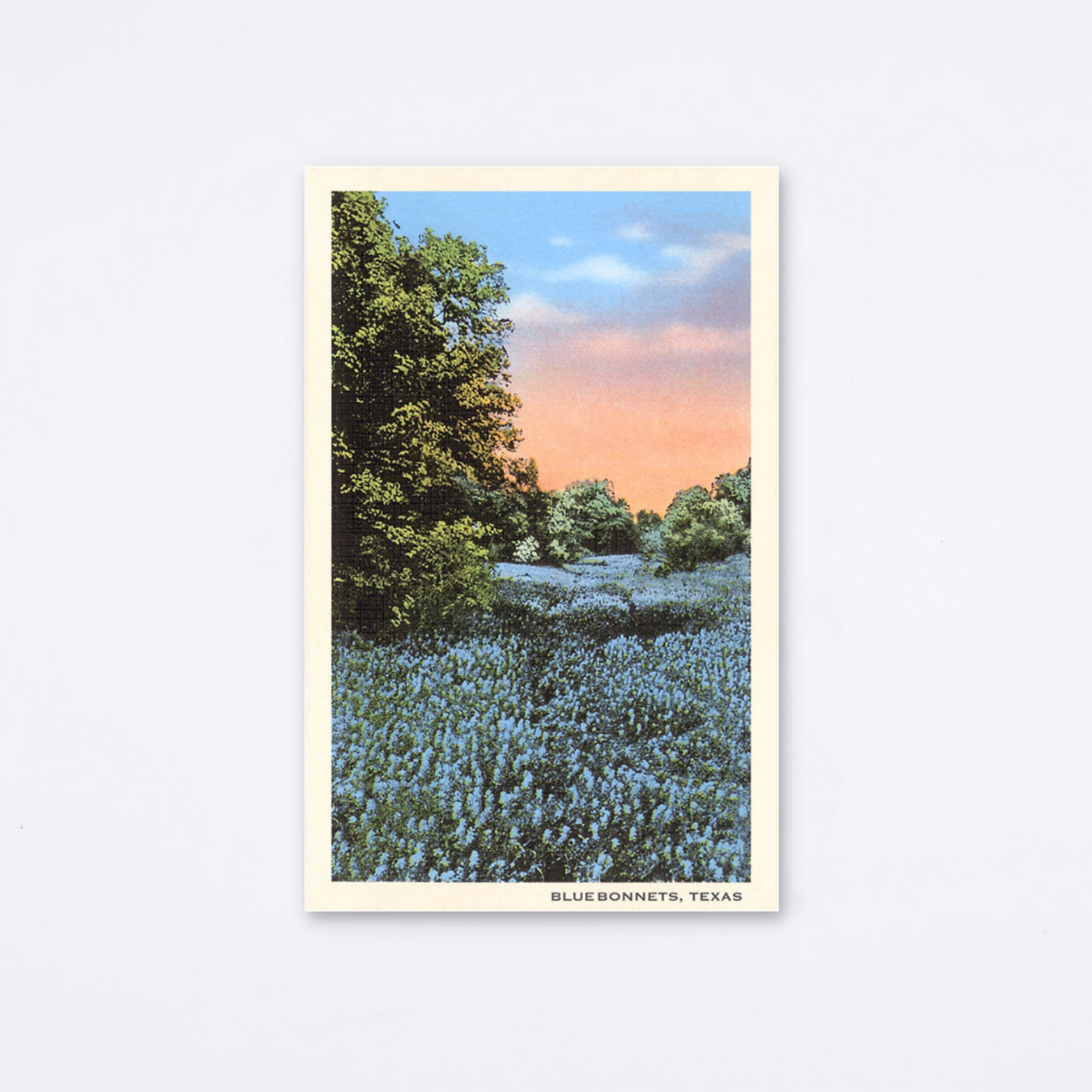 Bluebonnets Texas Postcard — Archer Paper Goods